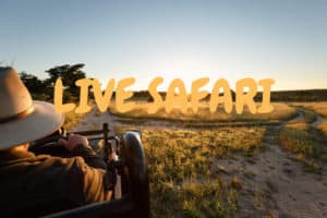 WildEarth Safari Live - 24/7 Daily Stream of Africa