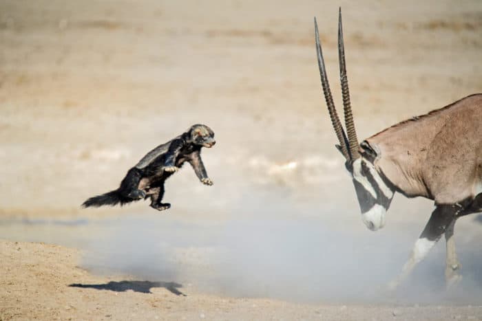 21 Fun Facts About Honey Badgers: The World's Most Fearless Animals