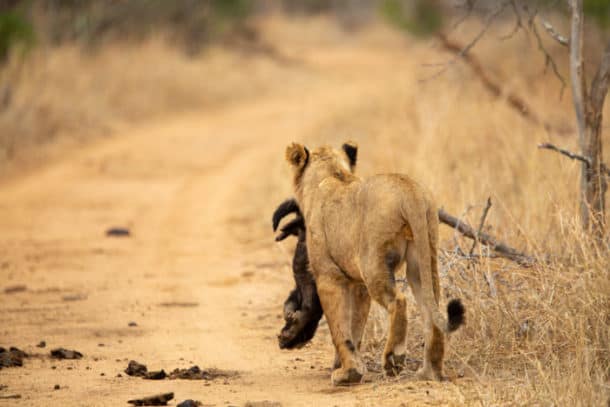How "Badass" is a Honey Badger?