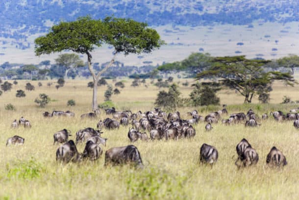 105 Best National Parks in Africa - Safari, Wildlife, & Game Reserves