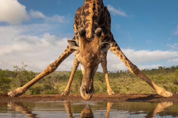What Are Giraffe 'Horns' Called? Purpose, Facts, & Stories