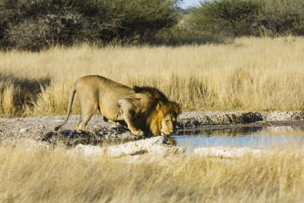 105 Best National Parks in Africa - Safari, Wildlife, & Game Reserves