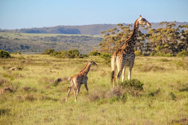 105 Best National Parks in Africa - Safari, Wildlife, & Game Reserves