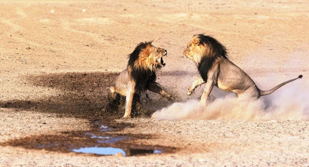What is a Lion Coalition?