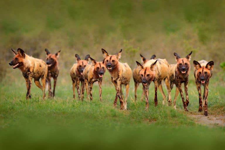Are There Any African Wild Dog Predators?