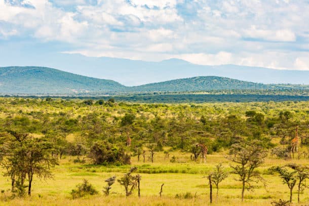 Ol Pejeta Conservancy, Kenya - A Practical Wildlife Safari Guide