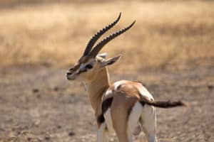 Thomson’s Gazelle Facts - Speed, Habitat, Diet & More