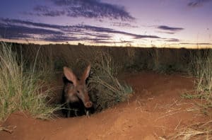 Aardvark vs Anteater: Difference Between Them & How They’re the Same