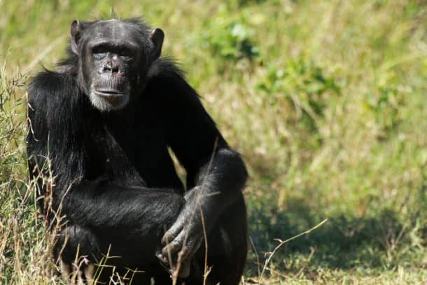 Ol Pejeta Conservancy, Kenya - A Practical Wildlife Safari Guide