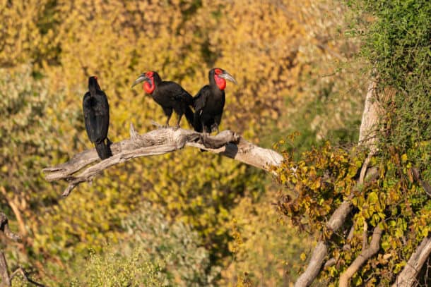 Southern Ground Hornbill Facts - Lifespan, Habitat & Diet