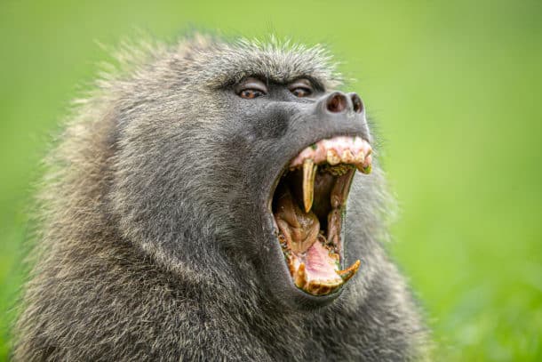Olive Baboon Facts & Info: A Guide to the Skilled African Foragers