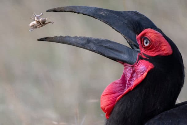 Southern Ground Hornbill Facts - Lifespan, Habitat & Diet