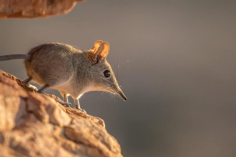 Elephant Shrew: Facts About the Adorable African Sengi