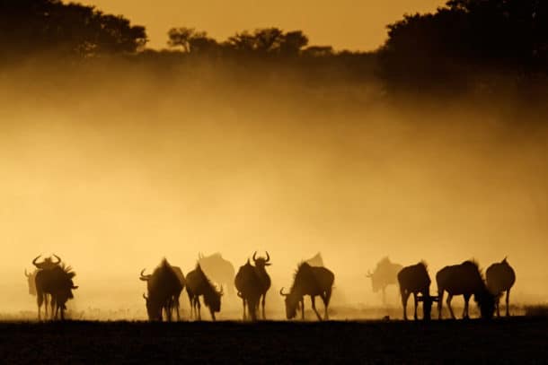 Black Wildebeest vs Blue Wildebeest: Who Gnu?