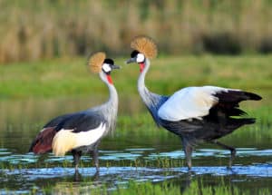 Grey Crowned Crane - The Royal African Crested Bird