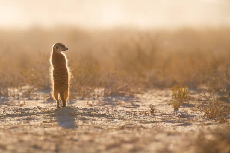 Meerkat Facts: Africa’s Social Suricate