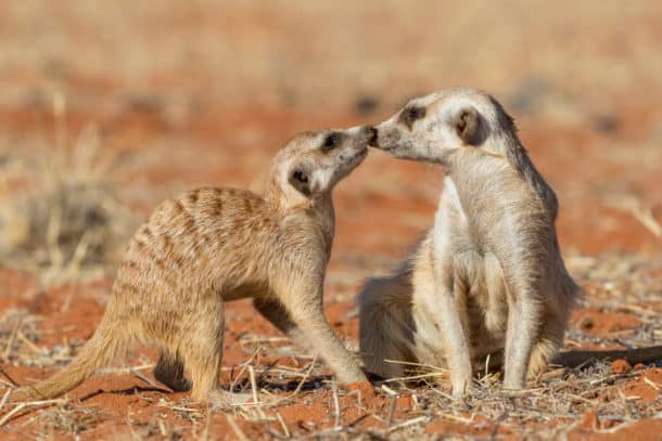 Meerkat Facts: Africa’s Social Suricate