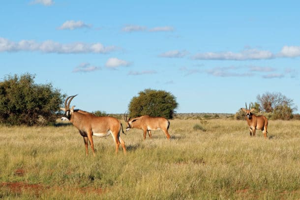 Roan Antelope Fun Facts: Africa’s Fearless Savanna Survivor
