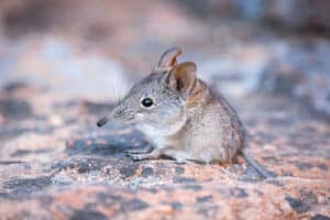 Elephant Shrew: Facts About the Adorable African Sengi