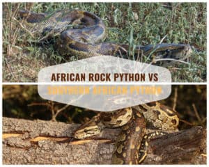 African Rock Python - Facts About the Largest Snake in Africa