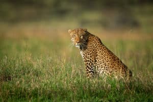Where Do Leopards Live? In the Wild, Of Course - Right?
