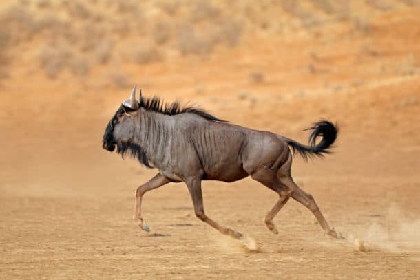 Blue Wildebeest - The Great Migrating Beast of Africa