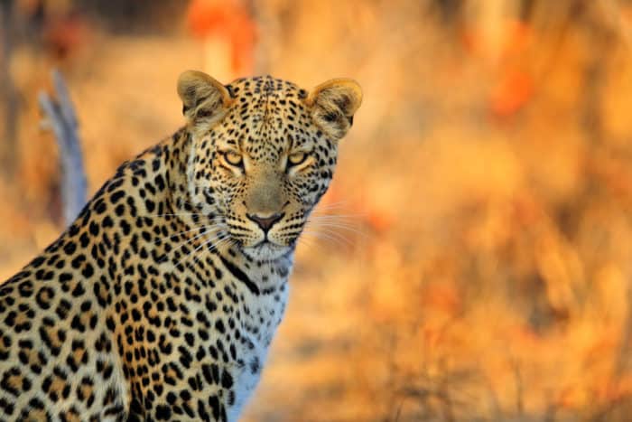 The African Leopard - A Guide to Spotting Elusive Cats in Africa
