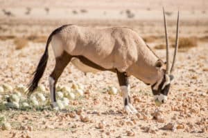 Oryx - The Life of a Desert Nomad