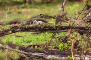 How Long Do Monkeys Live? Lifespan in the Wild vs Captivity, etc.