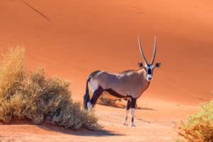 Oryx - The Life of a Desert Nomad