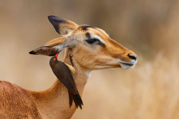 Red-Billed Oxpecker - Facts About the Piggybacking African Bird