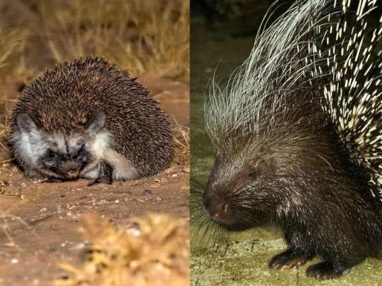 13 Porcupine Facts - Learn About This Smart, Nocturnal Animal
