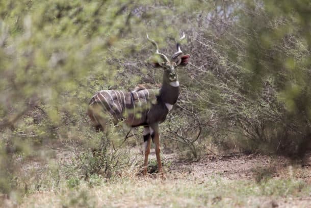 Lesser Kudu Animal Guide - Facts About the Striped Antelope From Africa