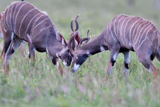 Lesser Kudu Animal Guide - Facts About the Striped Antelope From Africa