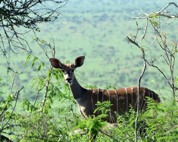 Lesser Kudu Animal Guide - Facts About the Striped Antelope From Africa