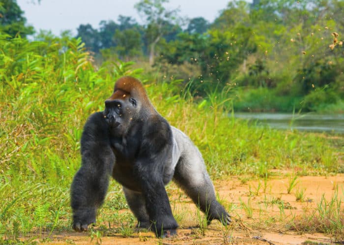 How Fast Can a Gorilla Run? There's a Short and Long Answer