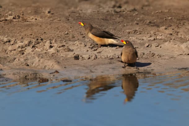 Yellow-Billed Oxpecker - A Tickbird That Lives on Rhinos, Hippos & Zebras