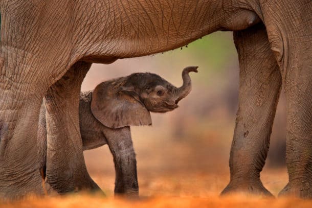 How Much Does a Baby Elephant Weigh? More Than the Average Human