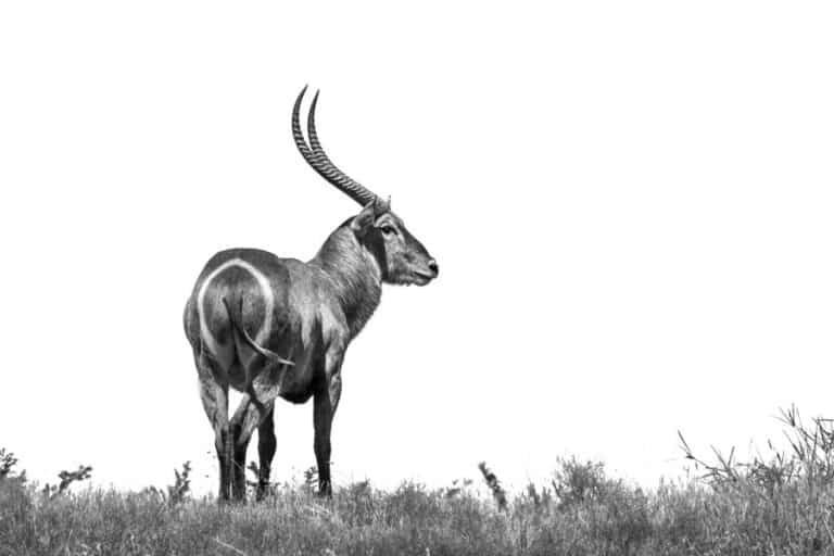 African Waterbuck - Fun and Interesting Antelope Facts