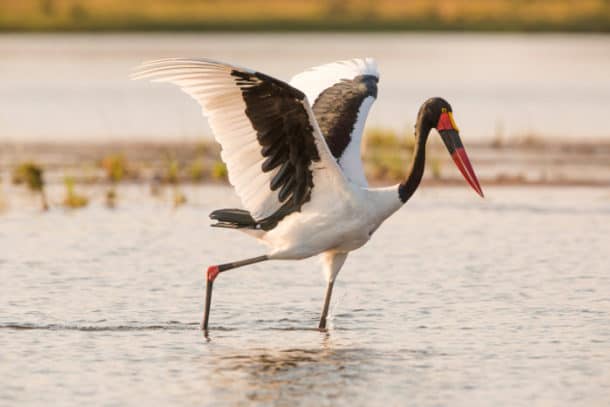 Saddle-Billed Stork Facts: A Guide to the Bird With No Call