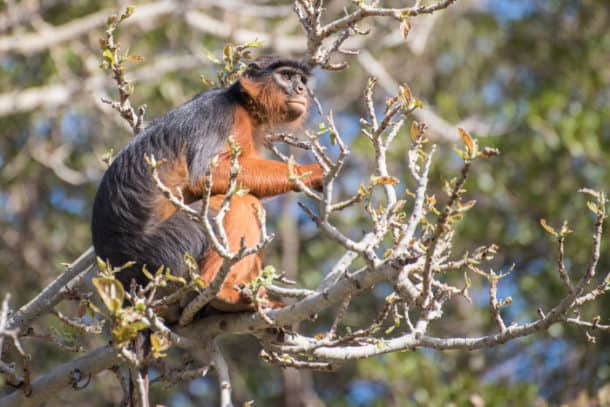 Red Colobus Monkey - Where Do These Old-World Primates Live?