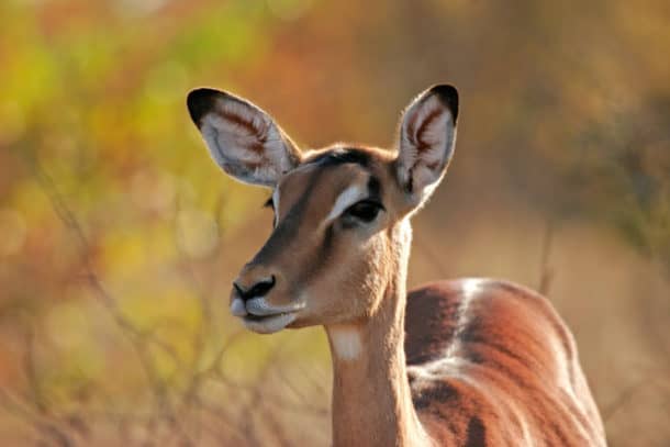 Top 16 Most Elegant Antelope Species in Africa - Antelope Types List