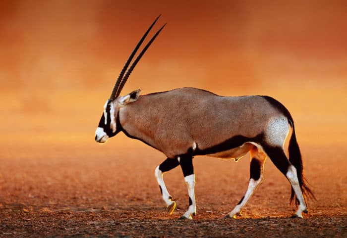 Meet the Gemsbok: a Stunning, Straight-Horned African Antelope