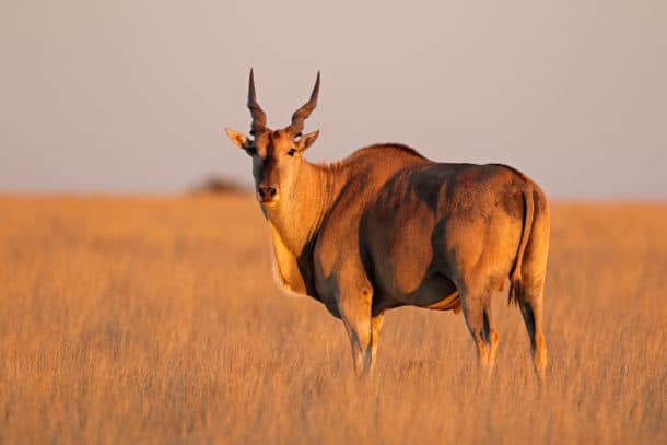 Top 16 Most Elegant Antelope Species in Africa - Antelope Types List