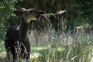 What is an Okapi? 9 Facts About One of Africa’s Most Unique Animals