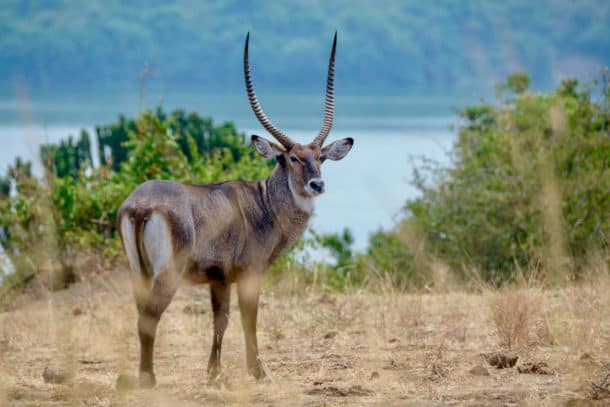 Common Waterbuck – The Water-Loving African Antelope