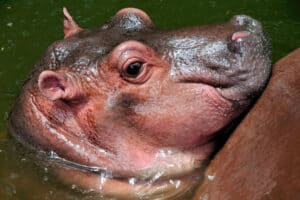 Baby Hippo Facts: Africa’s Common & Pygmy River Horse Babies
