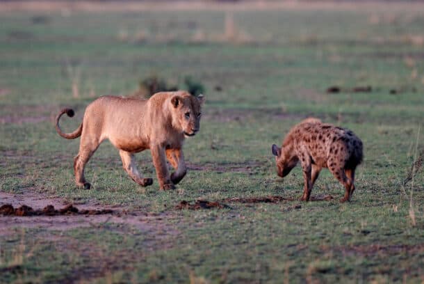 Apex Predators: 5 Animals at the Top of the Food Chain