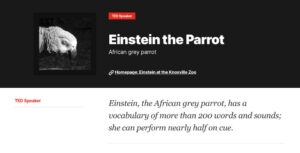9 Cool African Grey Parrot Facts