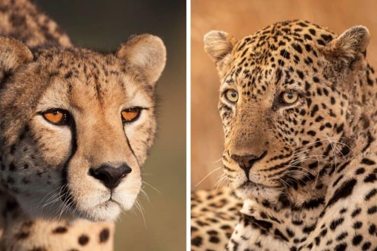 Cheetah vs Leopard: The Difference Between Their Speed & More
